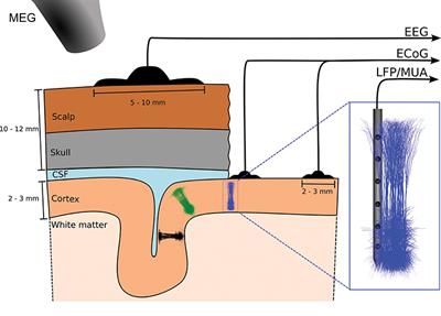 Frontiers | Multimodal Modeling of Neural Network Activity: Computing LFP, ECoG, EEG, and MEG ...